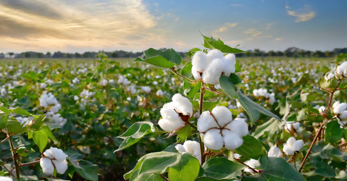 Cotone Organico: Perché Preferirlo e le Certificazioni Più Comuni