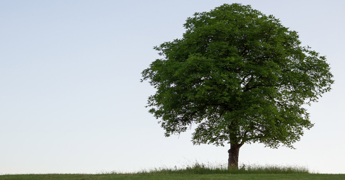 Il Noce e gli Alberi Luminosi ti parlano
