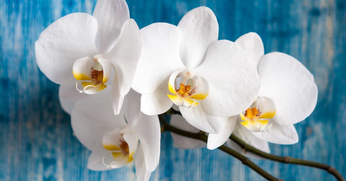 Il significato del colore bianco