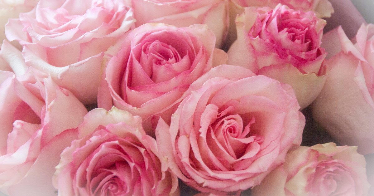 Il significato del colore rosa