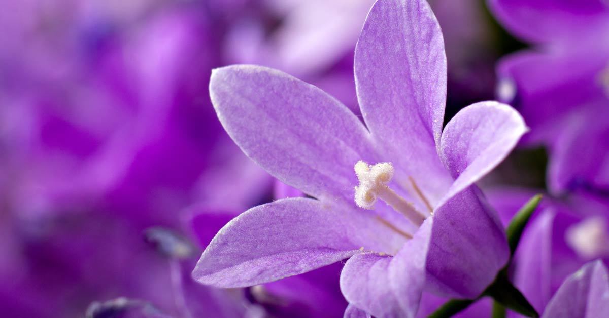 Il significato del colore viola