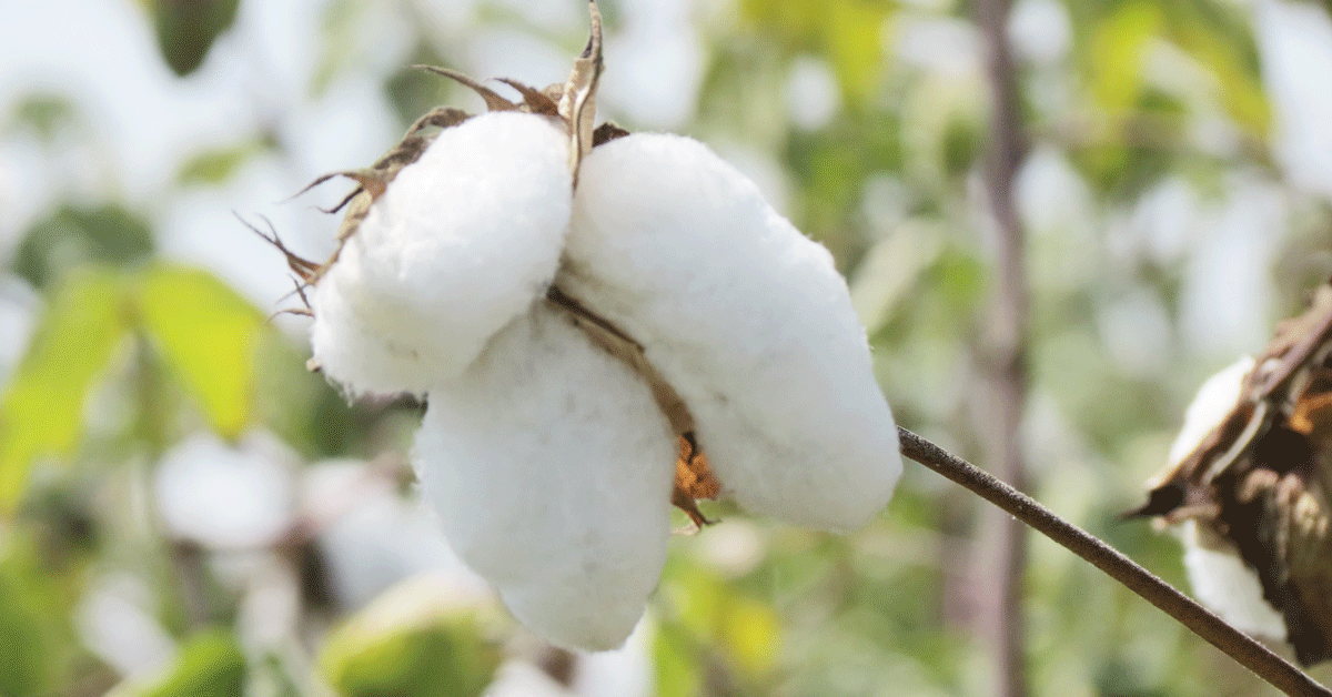 Il super cotone per il tuo bambino
