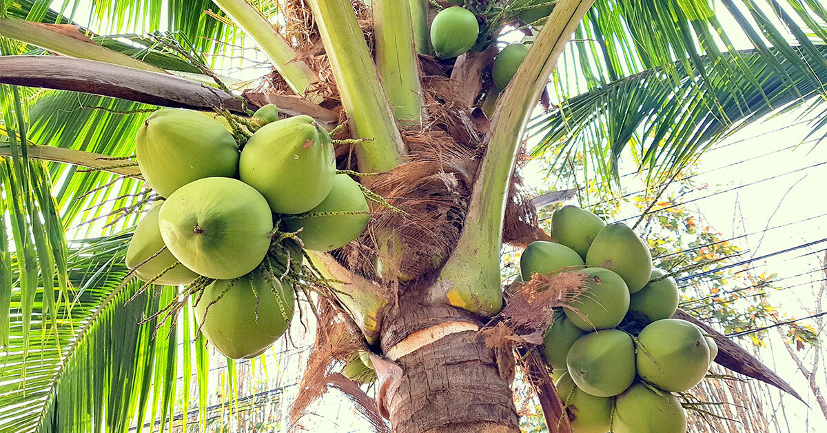 L’Universo del Cocco