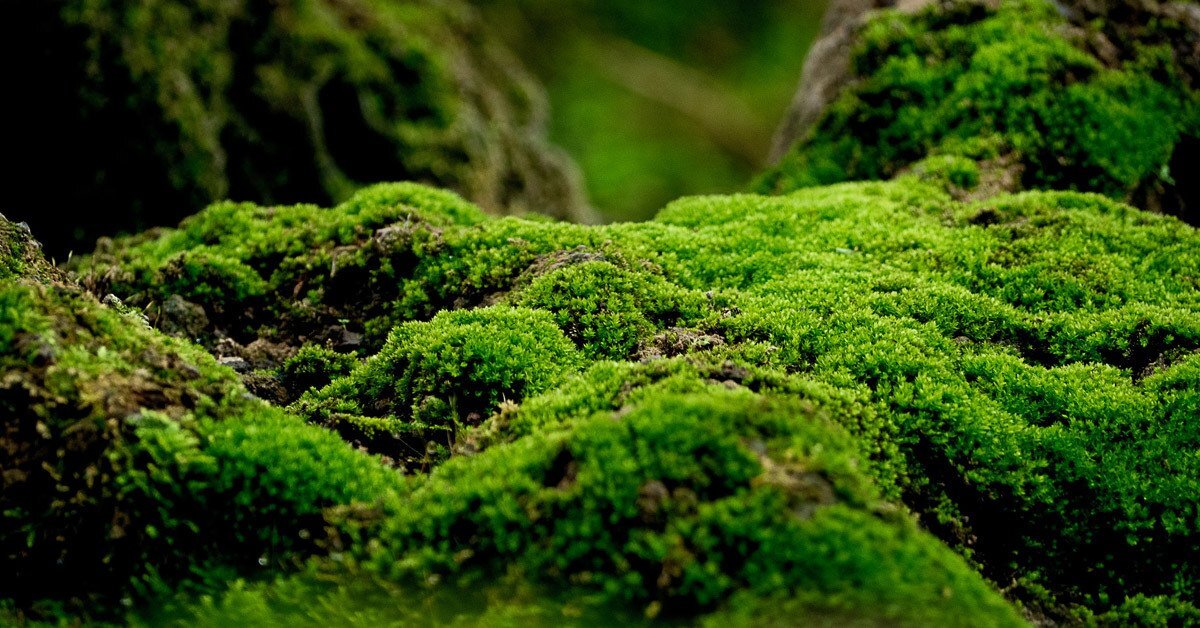 Muschio bianco per la pelle: i benefici
