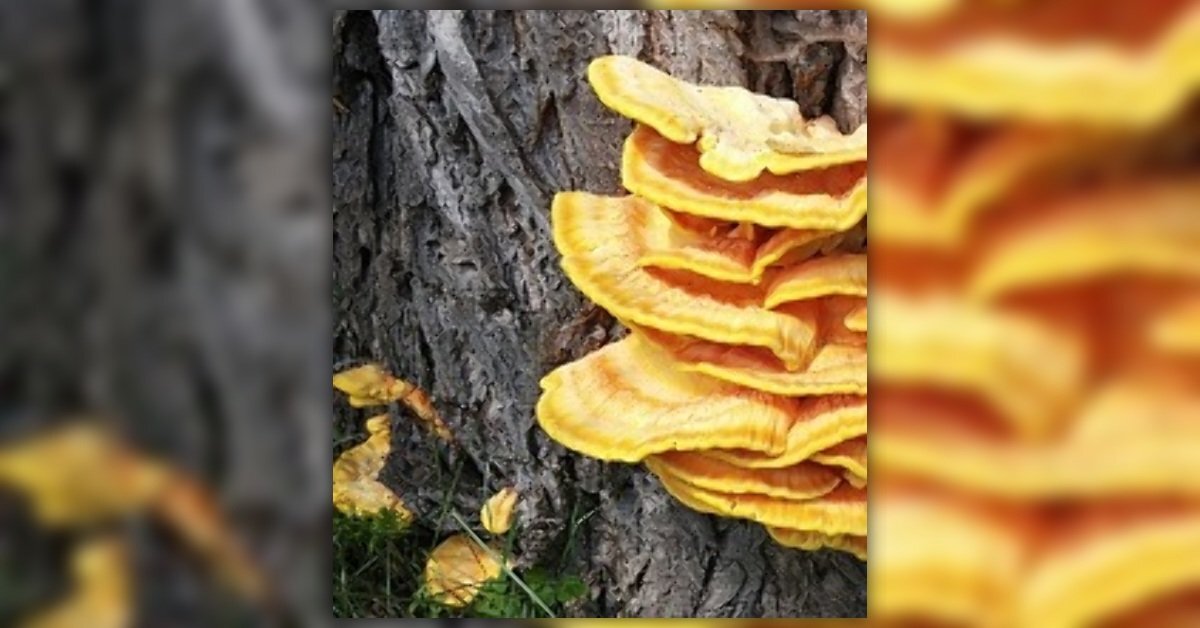 Reishi: il fungo medicinale per eccellenza