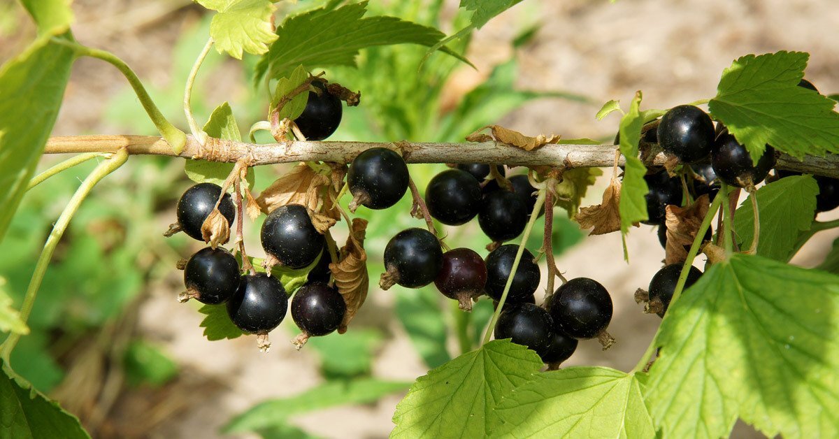 Ribes nero e benefici