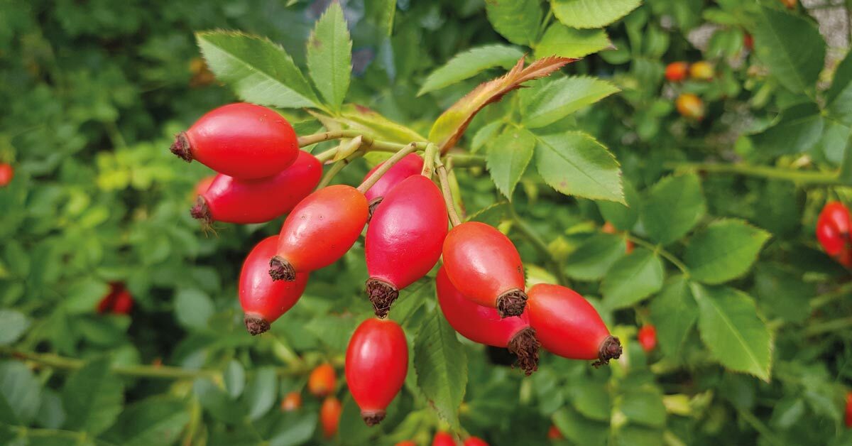 Come usare le bacche di Rosa Canina nella tua erboristeria domestica