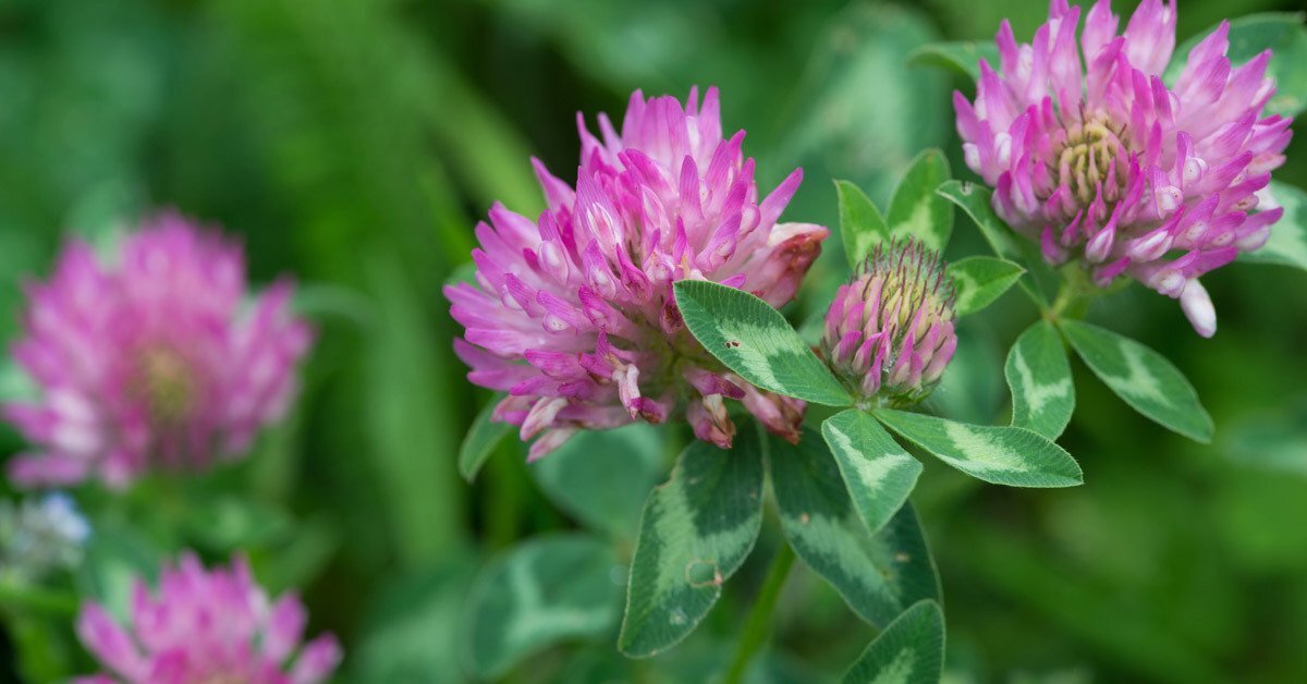 Trifoglio: proprietà e benefici