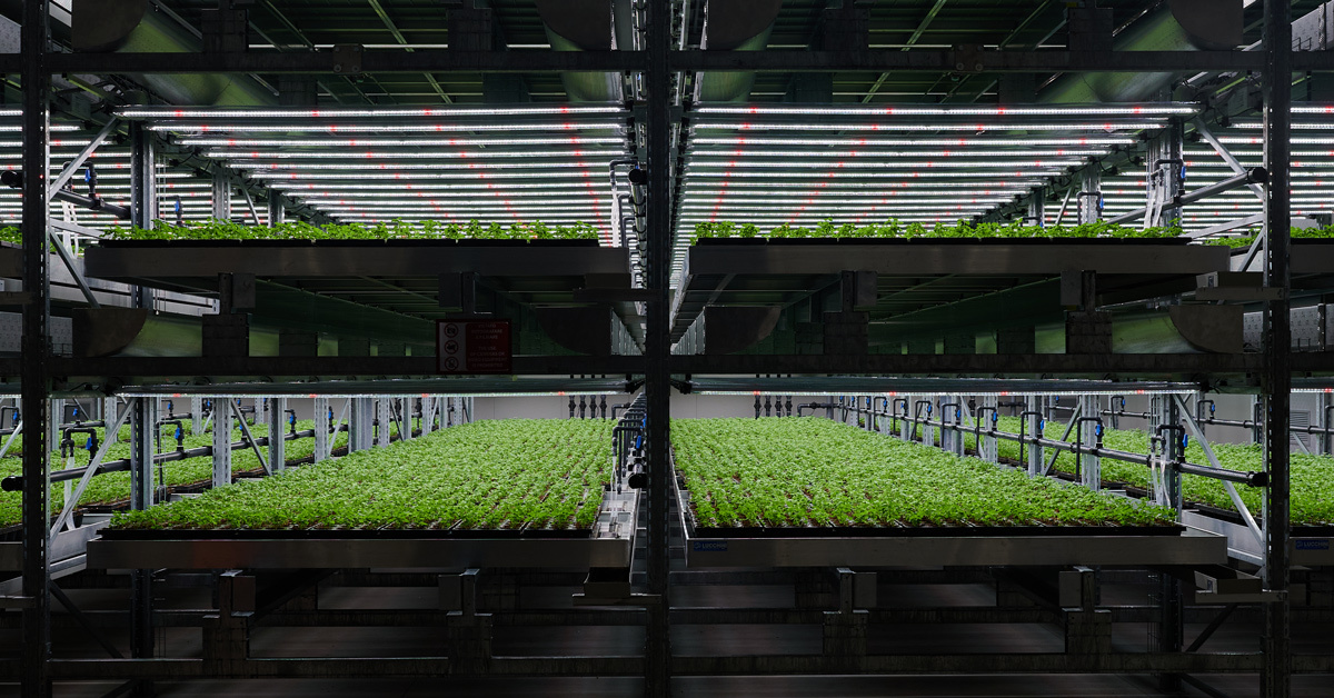Vertical farm: il futuro della fitoterapia?
